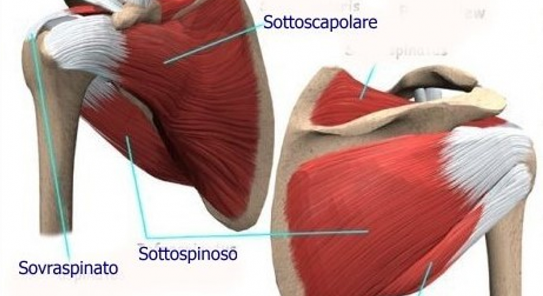 muscoli-cuffia-rotatori - Fisiotop Academy